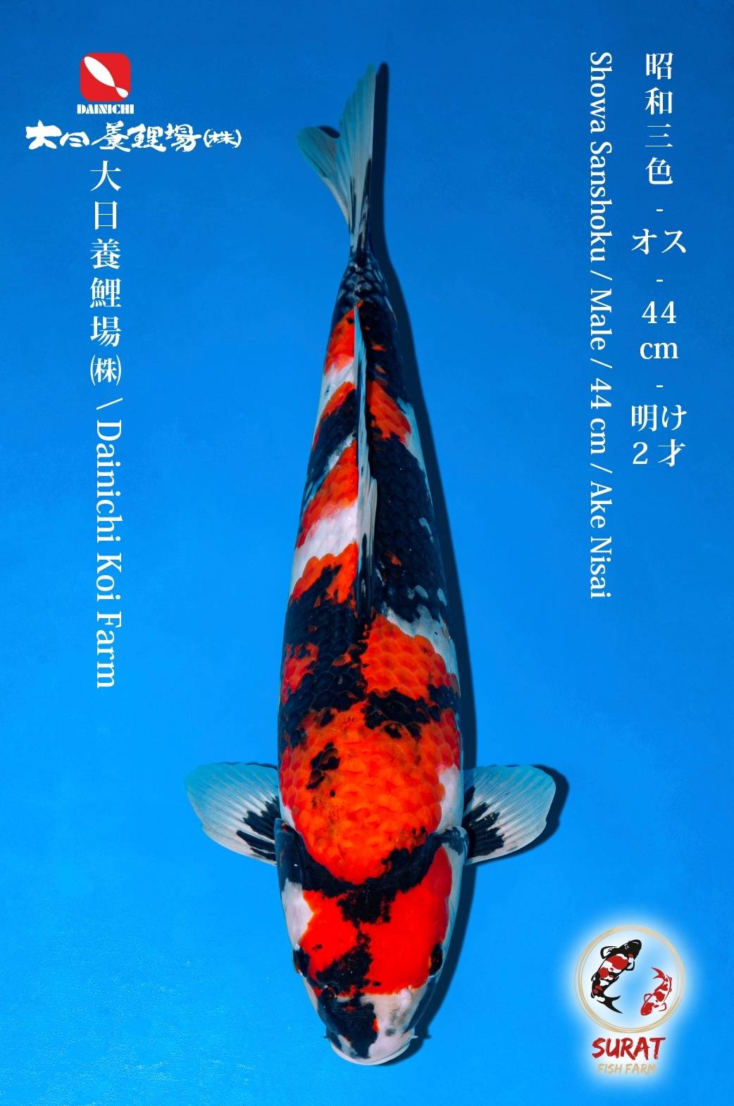 Vareity : Showa Sanshoku - Suratfishfarm