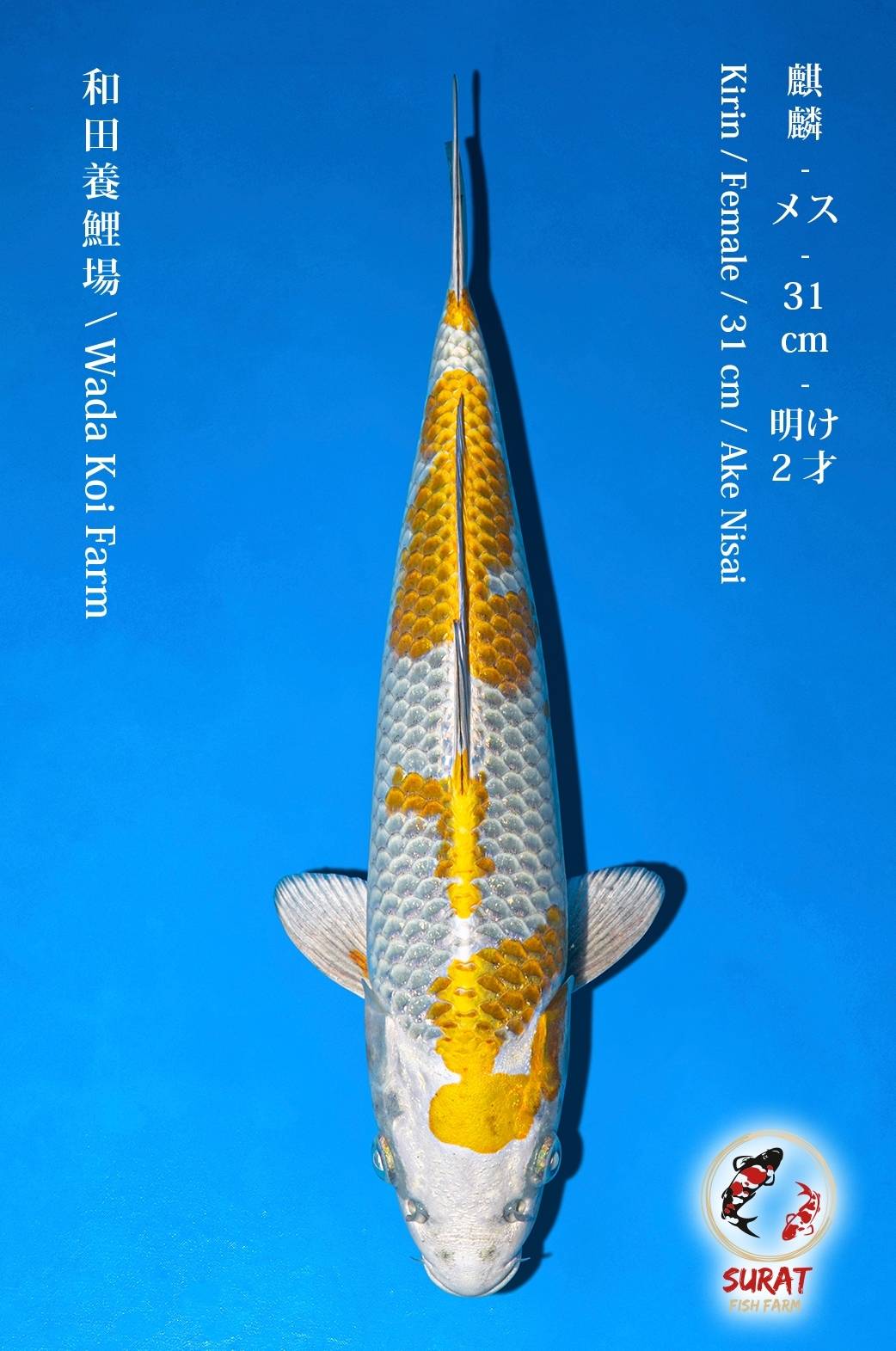 Vareity : Kirin - Suratfishfarm