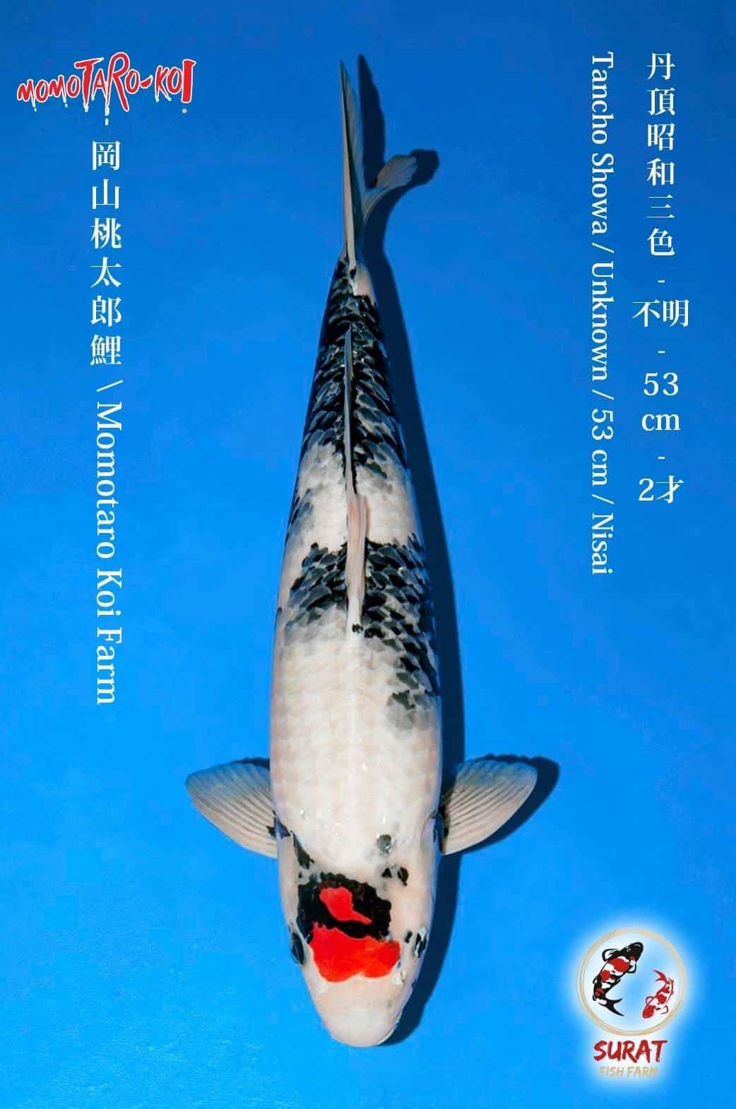 Vareity : Tancho Showa - Suratfishfarm